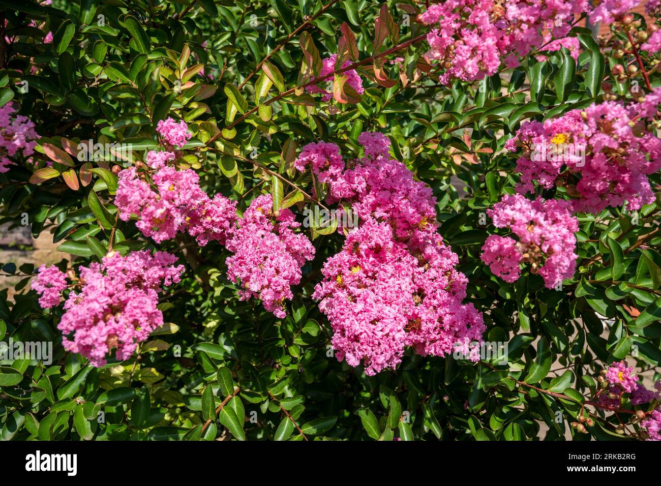 Lagerstroemia indica in blossom. Beautiful pink flowers on Сrape myrtle ...