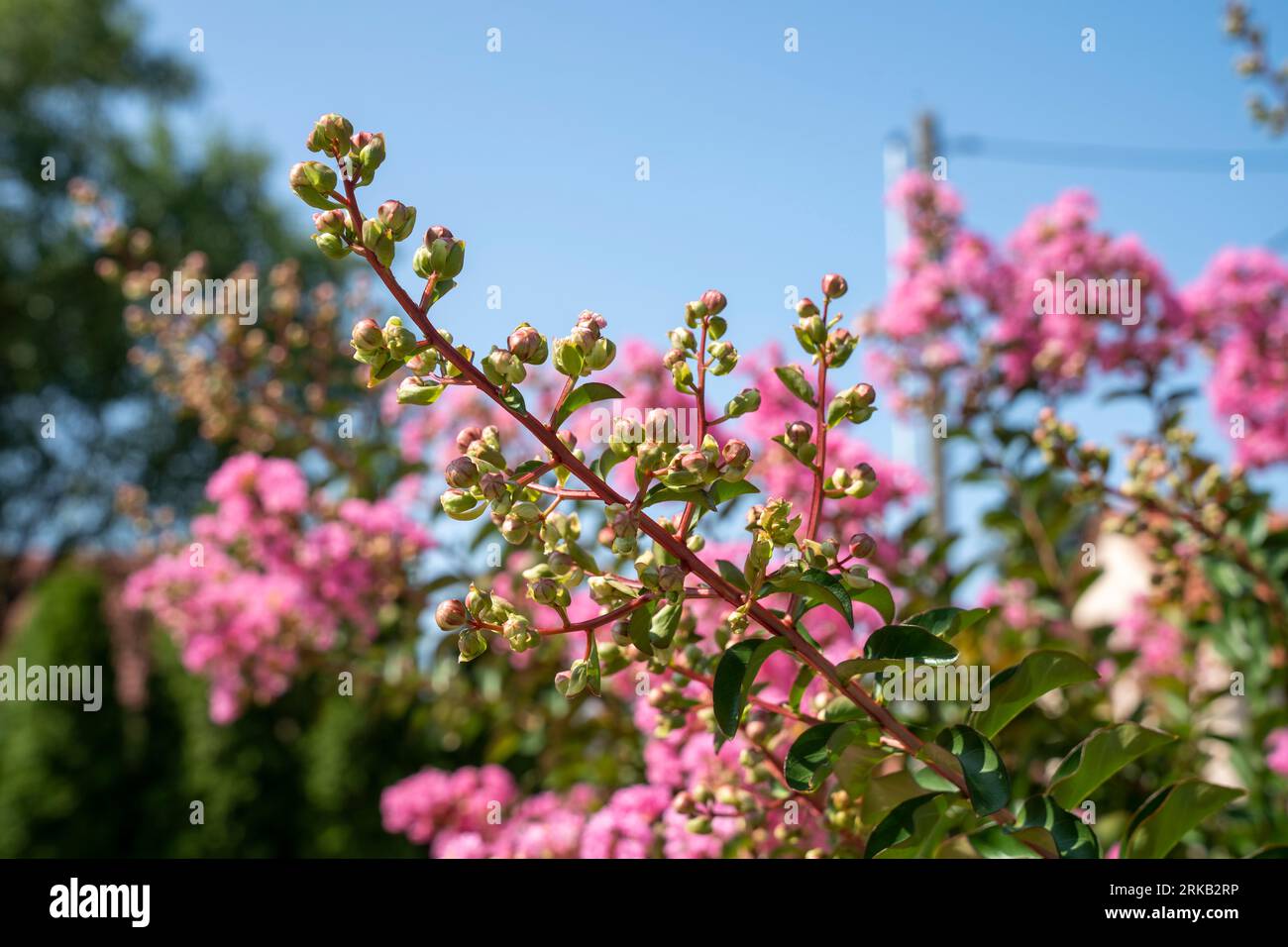 Lagerstroemia indica in blossom. Beautiful pink flowers on Сrape myrtle ...