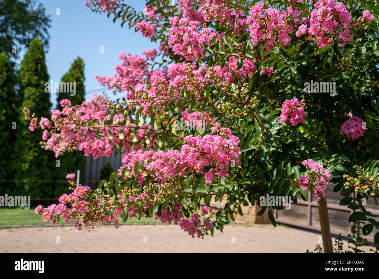 Lagerstroemia indica in blossom. Beautiful pink flowers on Сrape myrtle ...