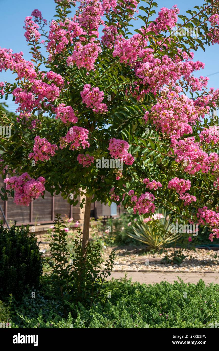 Lagerstroemia indica in blossom. Beautiful pink flowers on Сrape myrtle ...