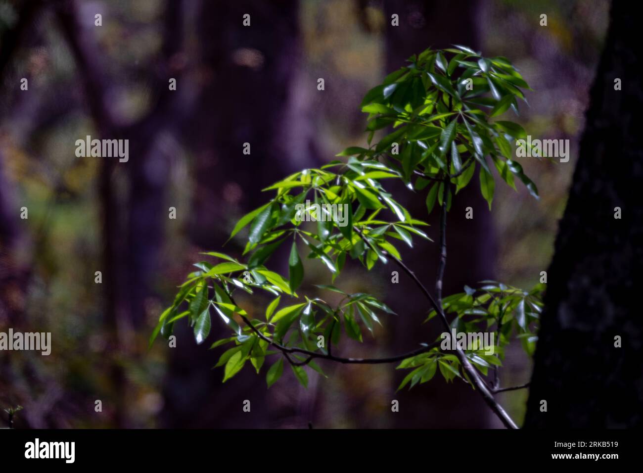 Preserved landscapes hi-res stock photography and images - Alamy