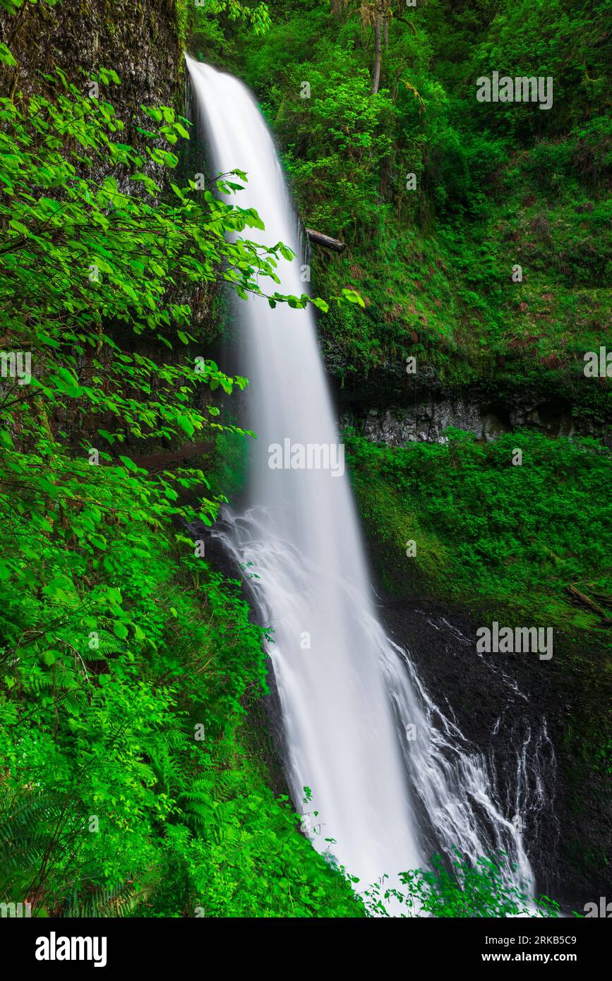 Middle North Falls, Silver Falls State Park, Oregon USA Stock Photo - Alamy