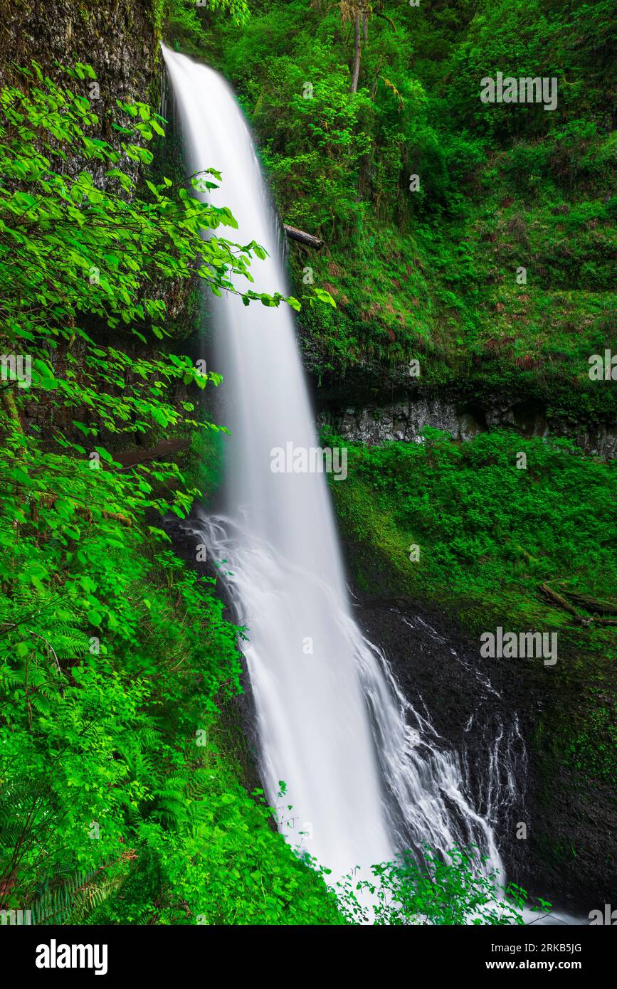 Middle North Falls, Silver Falls State Park, Oregon USA Stock Photo - Alamy