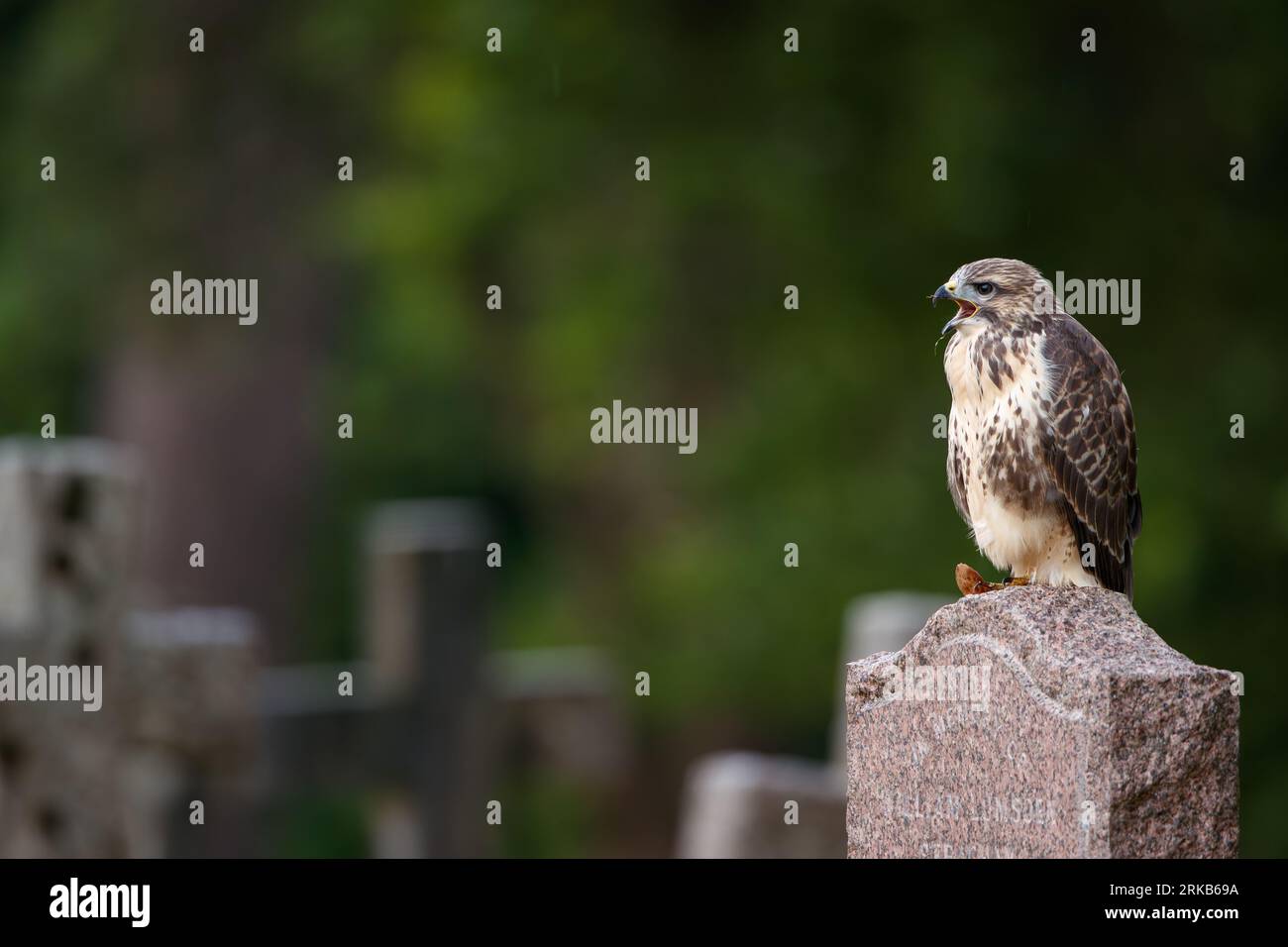 Raptor persecution uk hi-res stock photography and images - Alamy