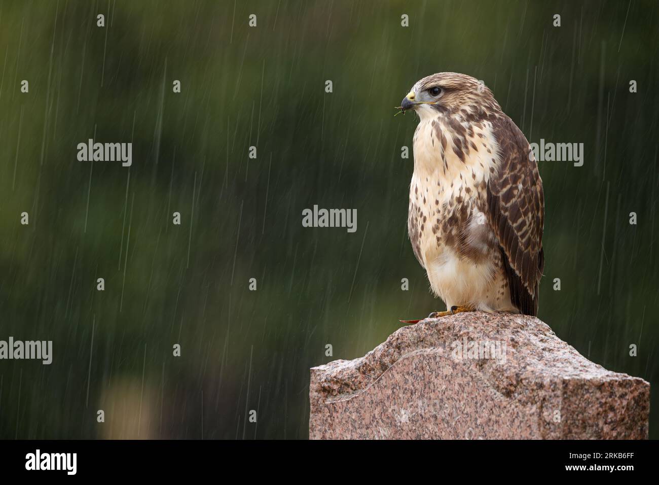 Raptor persecution uk hi-res stock photography and images - Alamy