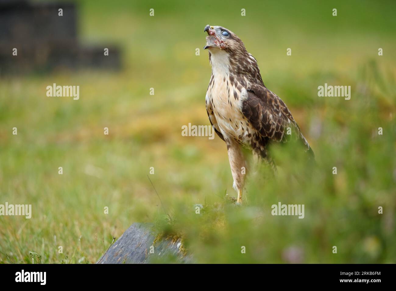 Buzzard feeding hi-res stock photography and images - Alamy