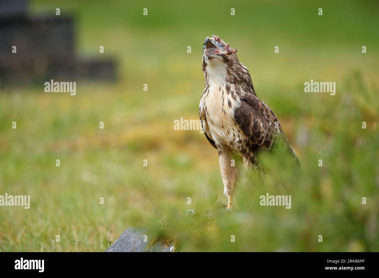 Rabbit prey hi-res stock photography and images - Alamy