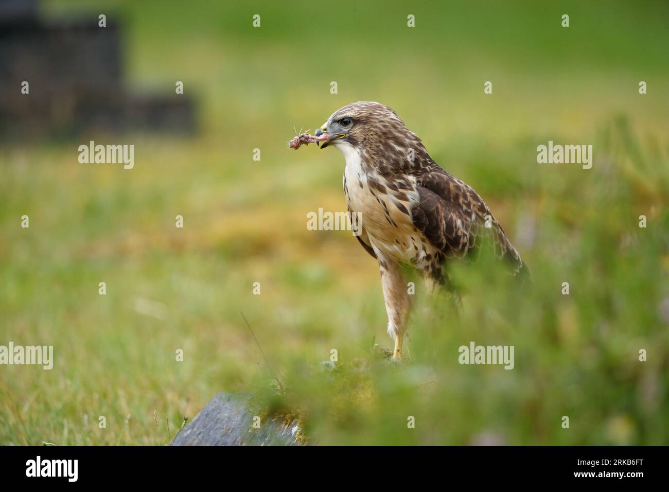 Common Buzzard feeding on rabbit prey Stock Photo - Alamy
