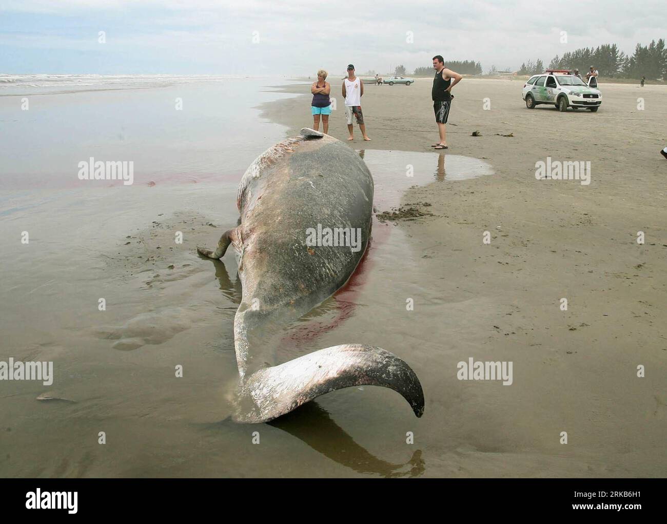 6 meter wal hi-res stock photography and images - Alamy