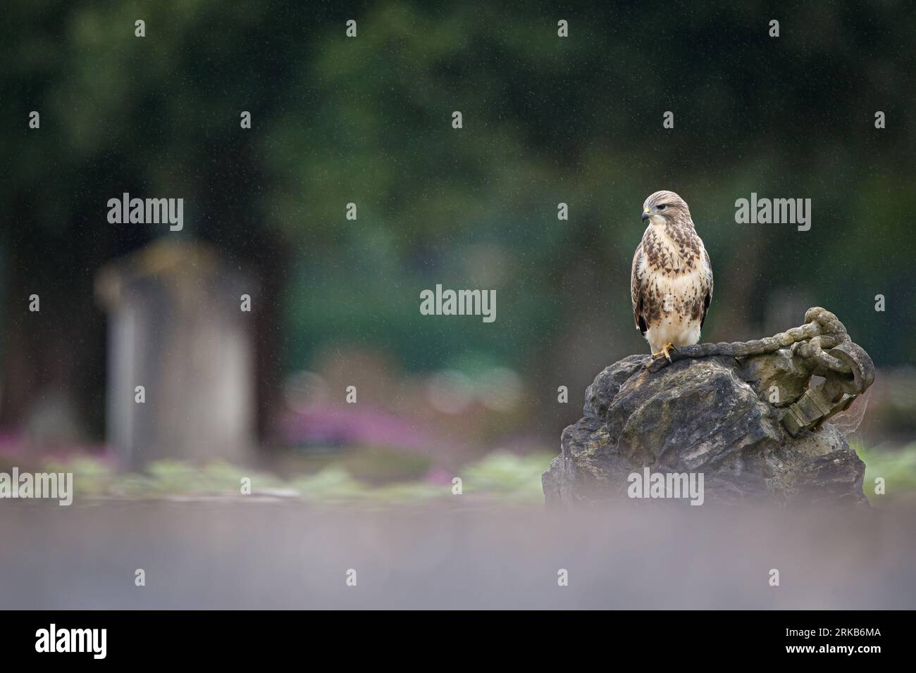 Buzzard in cemetery Stock Photo - Alamy