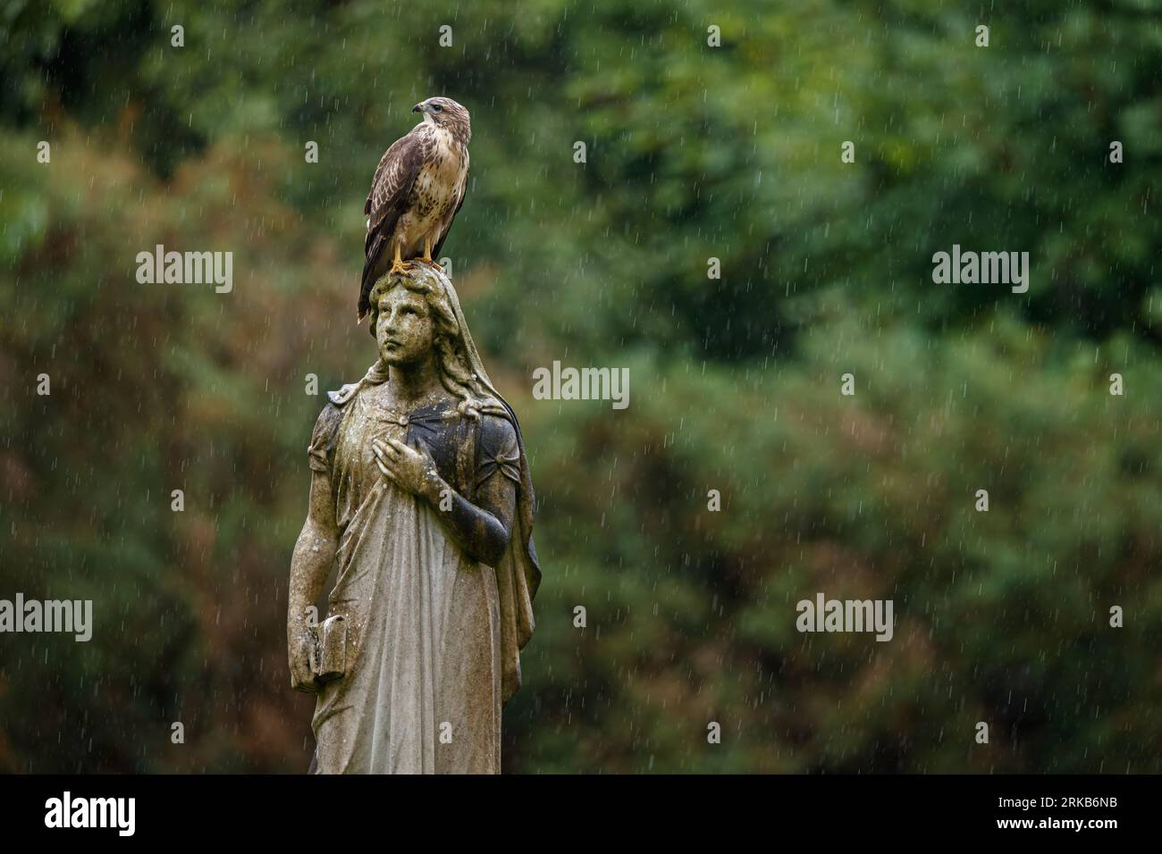 Buzzard in cemetery Stock Photo - Alamy