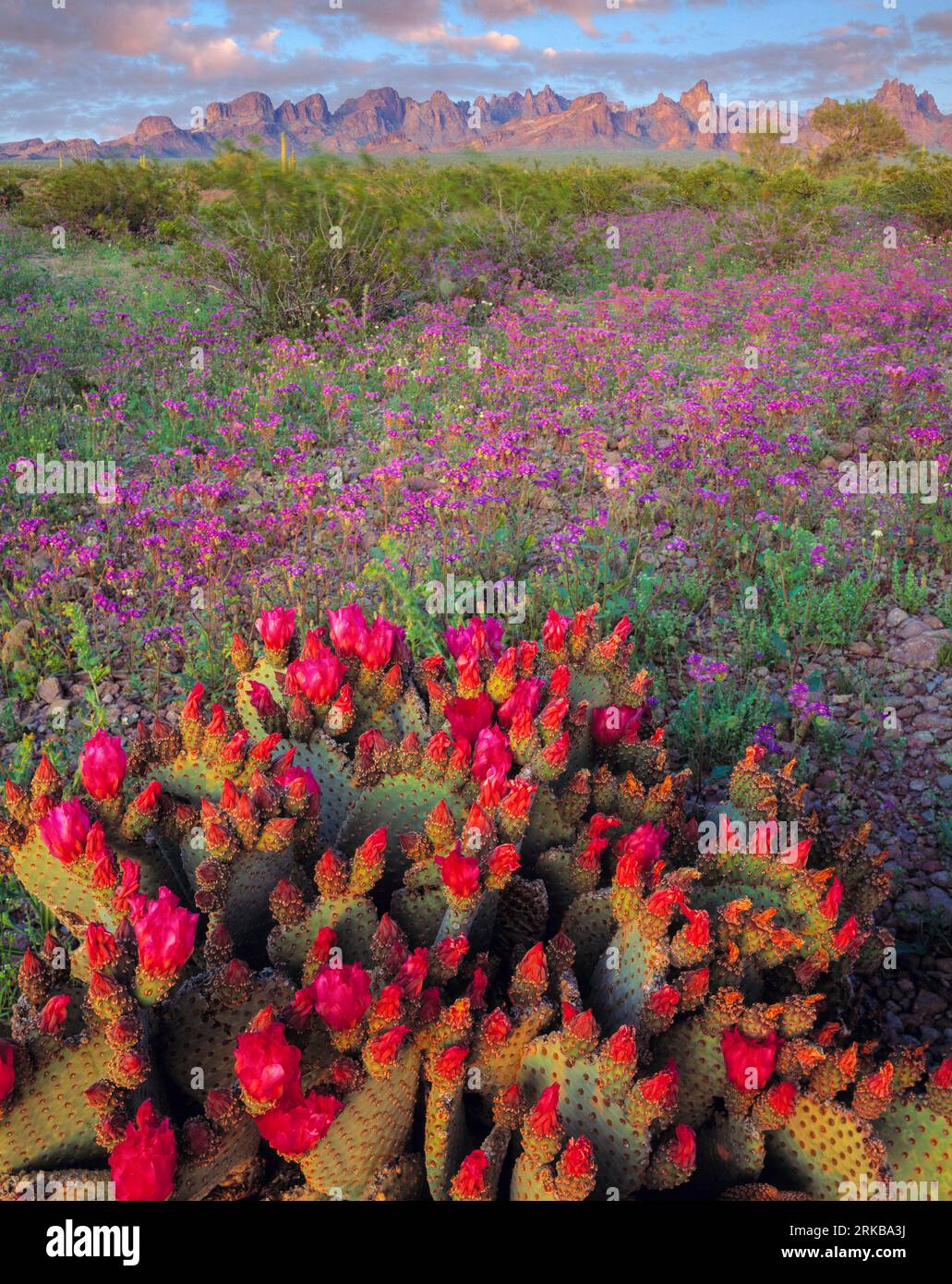 Kofa mountain escarpment hi-res stock photography and images - Alamy