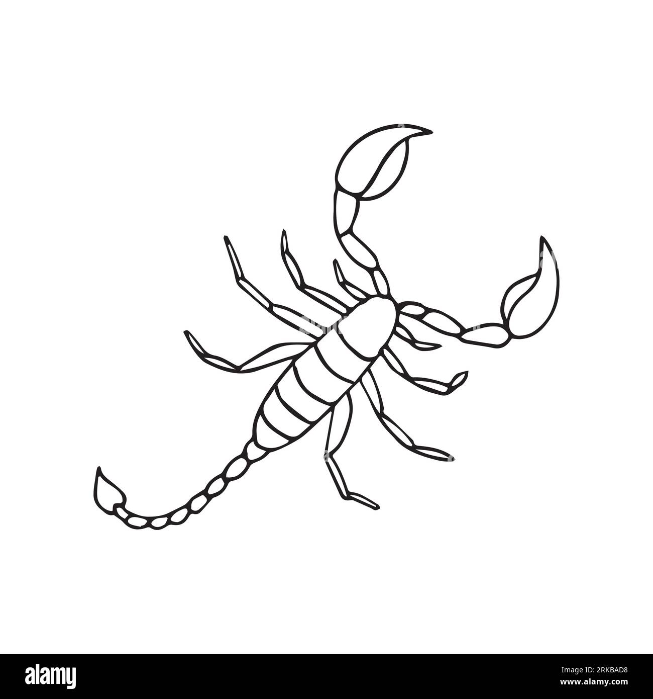 Vector hand drawn doodle sketch scorpio isolated on white background ...