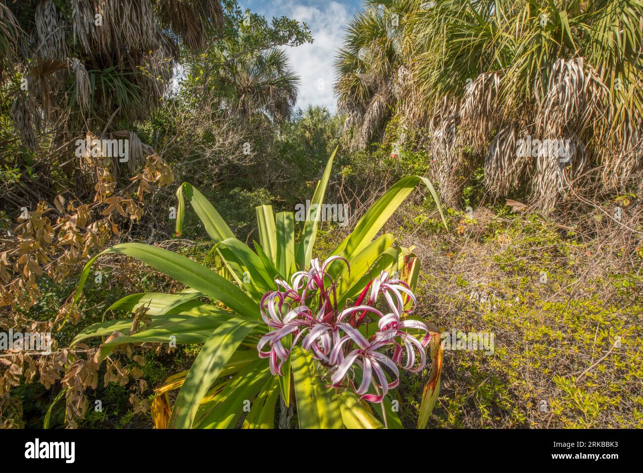 Egmont Key Lighthouse, Engmont Key State Park, Florida, Tampa Bay ...