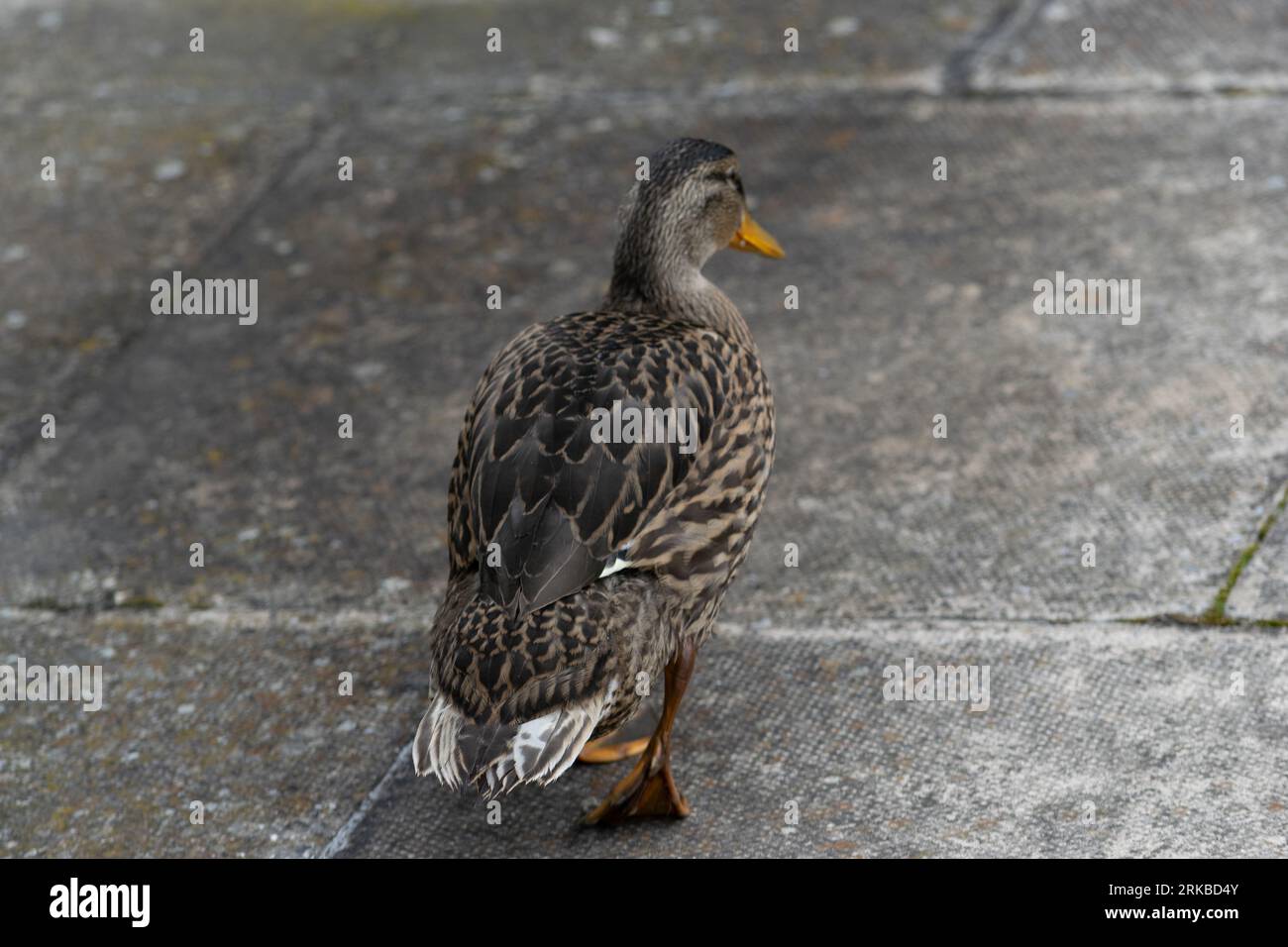 University of leeds roger stevens hi-res stock photography and images ...