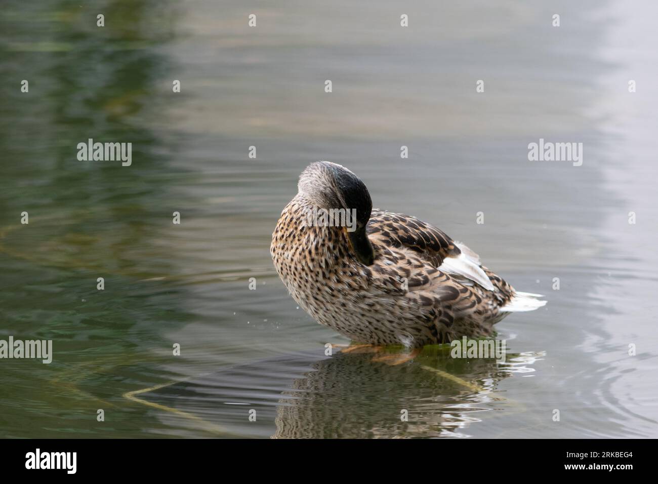 University of leeds roger stevens hi-res stock photography and images ...