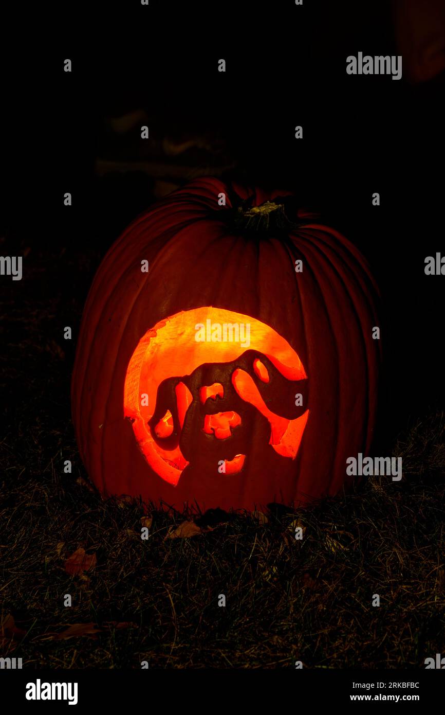 Gromit the dog. Halloween theme carved pumpkin. The Stoddard Avenue ...