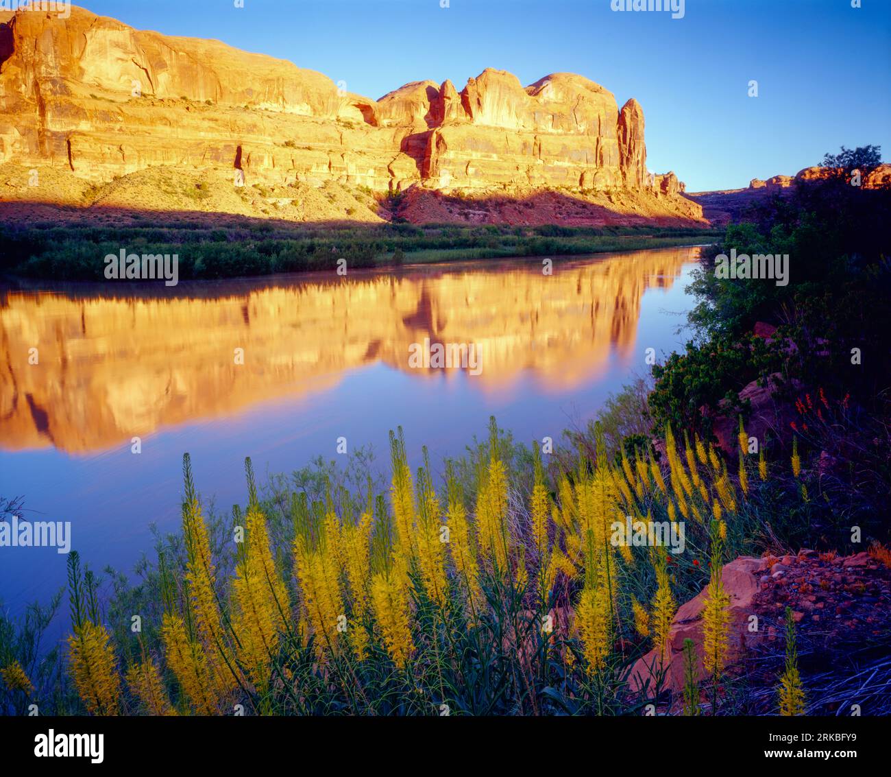 Prince's Plume and Colorado River, near Moab, Utah, Stanleya pinnata ...