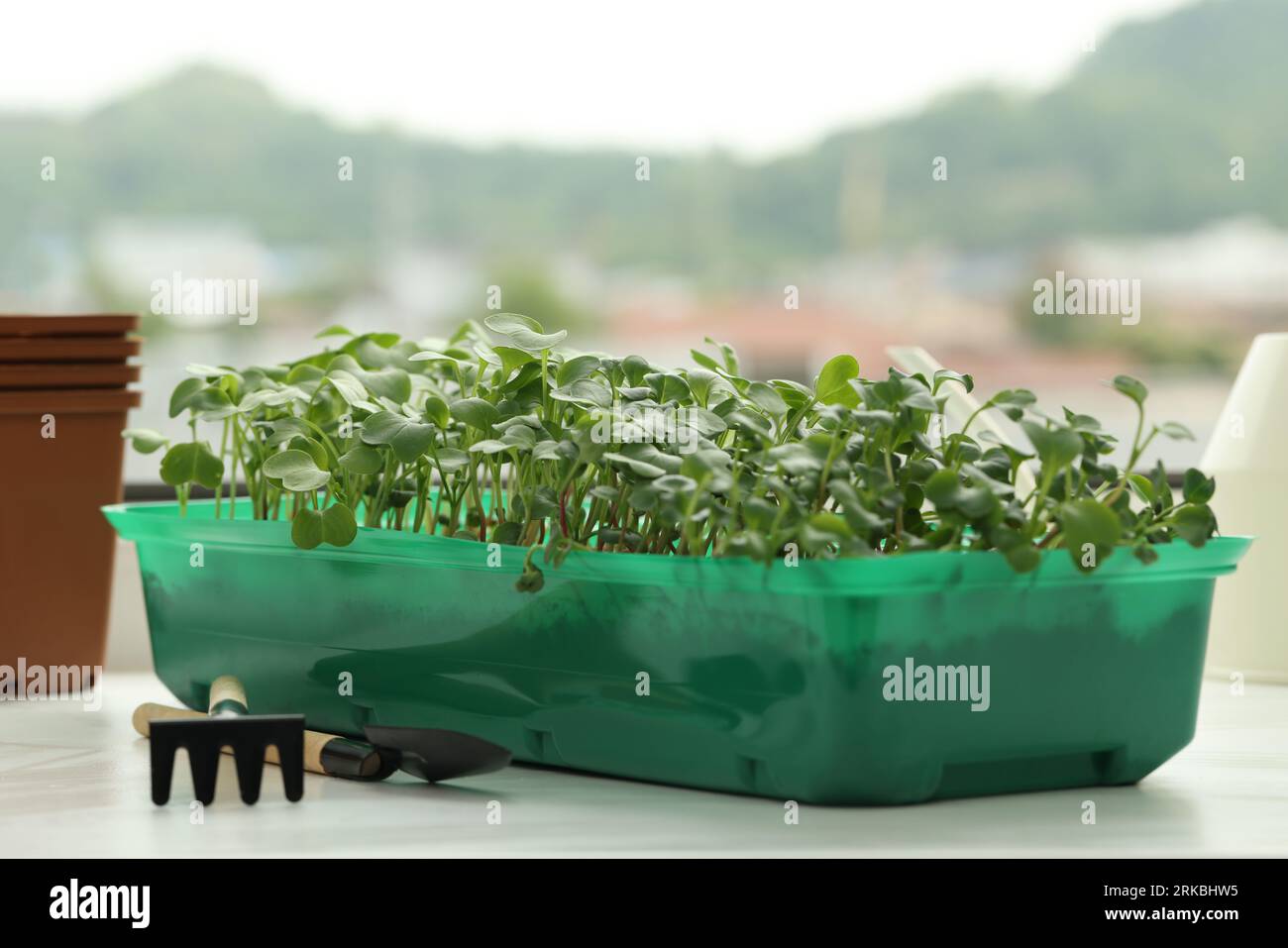 Fresh microgreens growing in plastic containers with soil and gardening ...