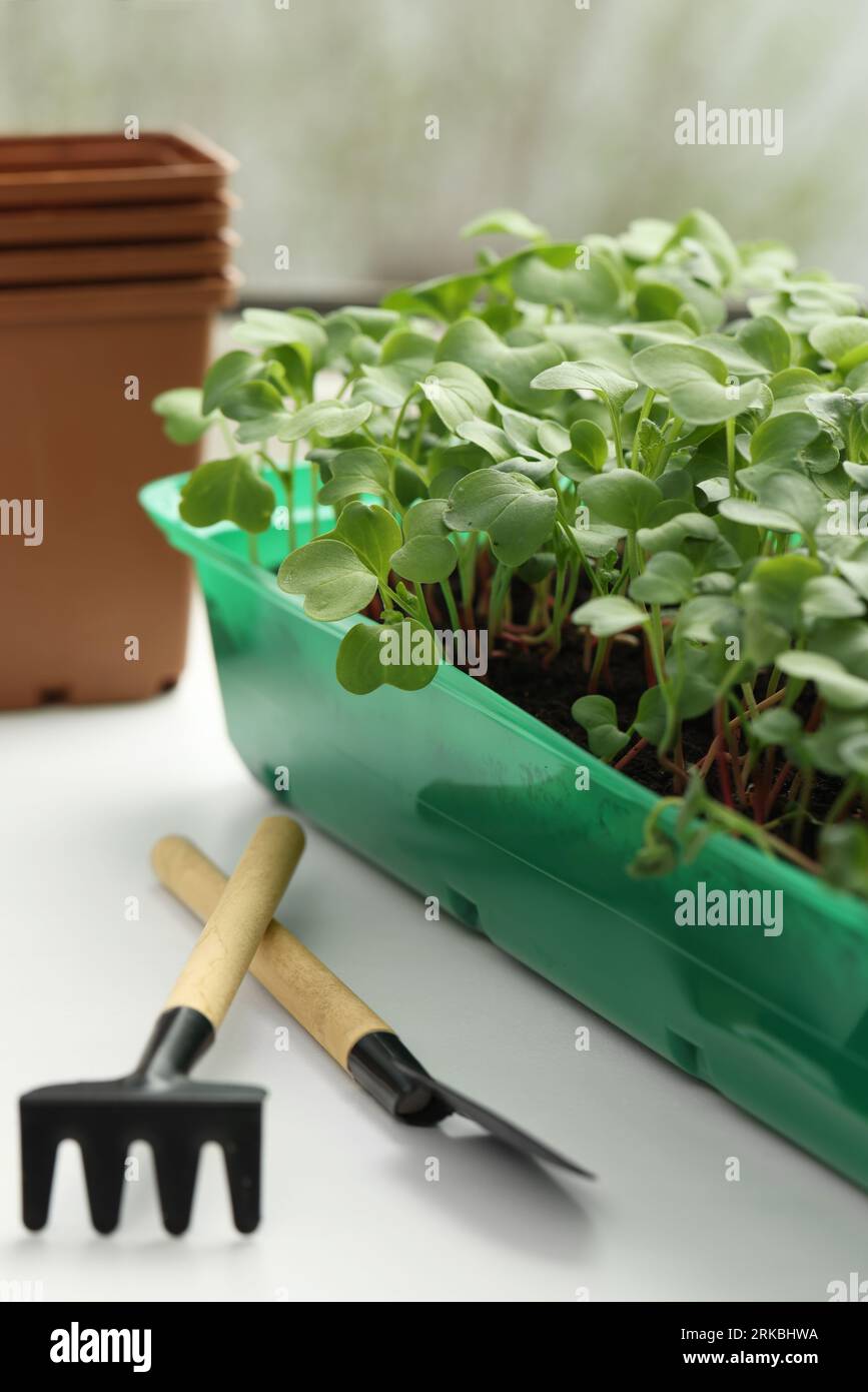 Fresh microgreens growing in plastic containers with soil and gardening ...