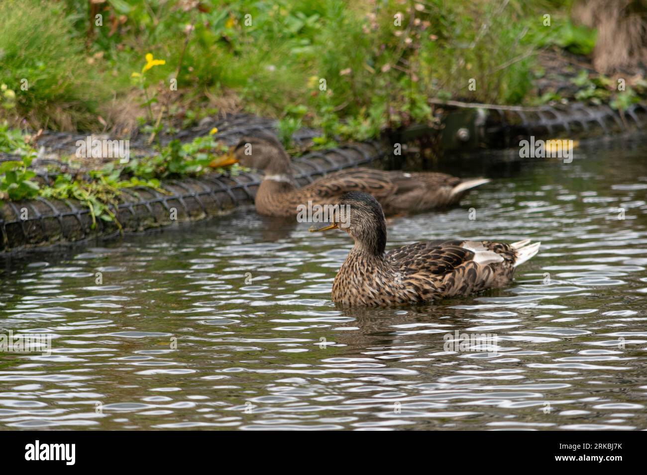 Roger stevens leeds hi-res stock photography and images - Alamy
