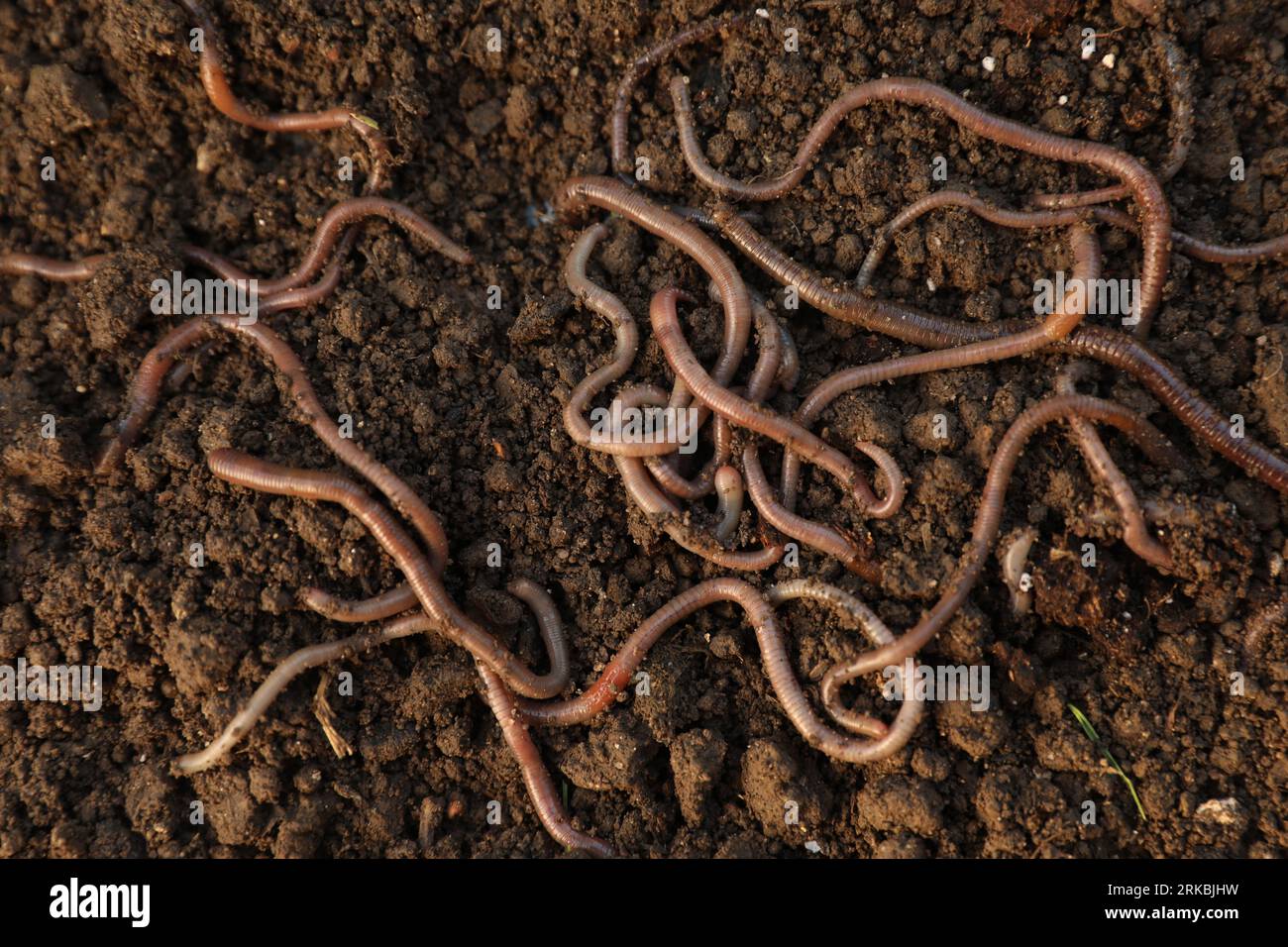 Many earthworms on wet soil, top view Stock Photo - Alamy