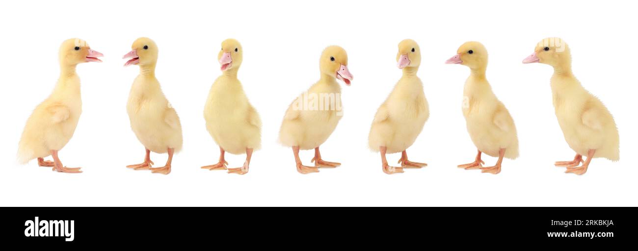 Collage with cute fluffy ducklings on white background. Baby animal ...
