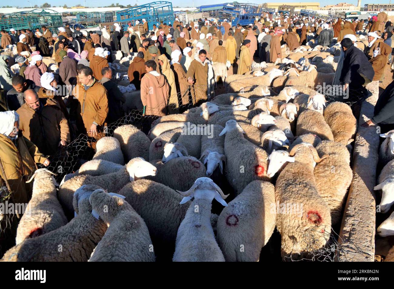 Djelfa hi-res stock photography and images - Alamy