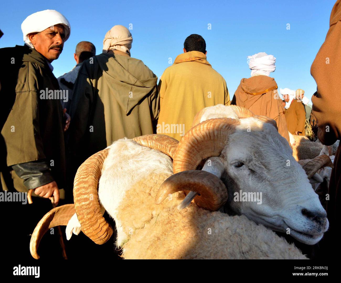 Djelfa hi-res stock photography and images - Alamy