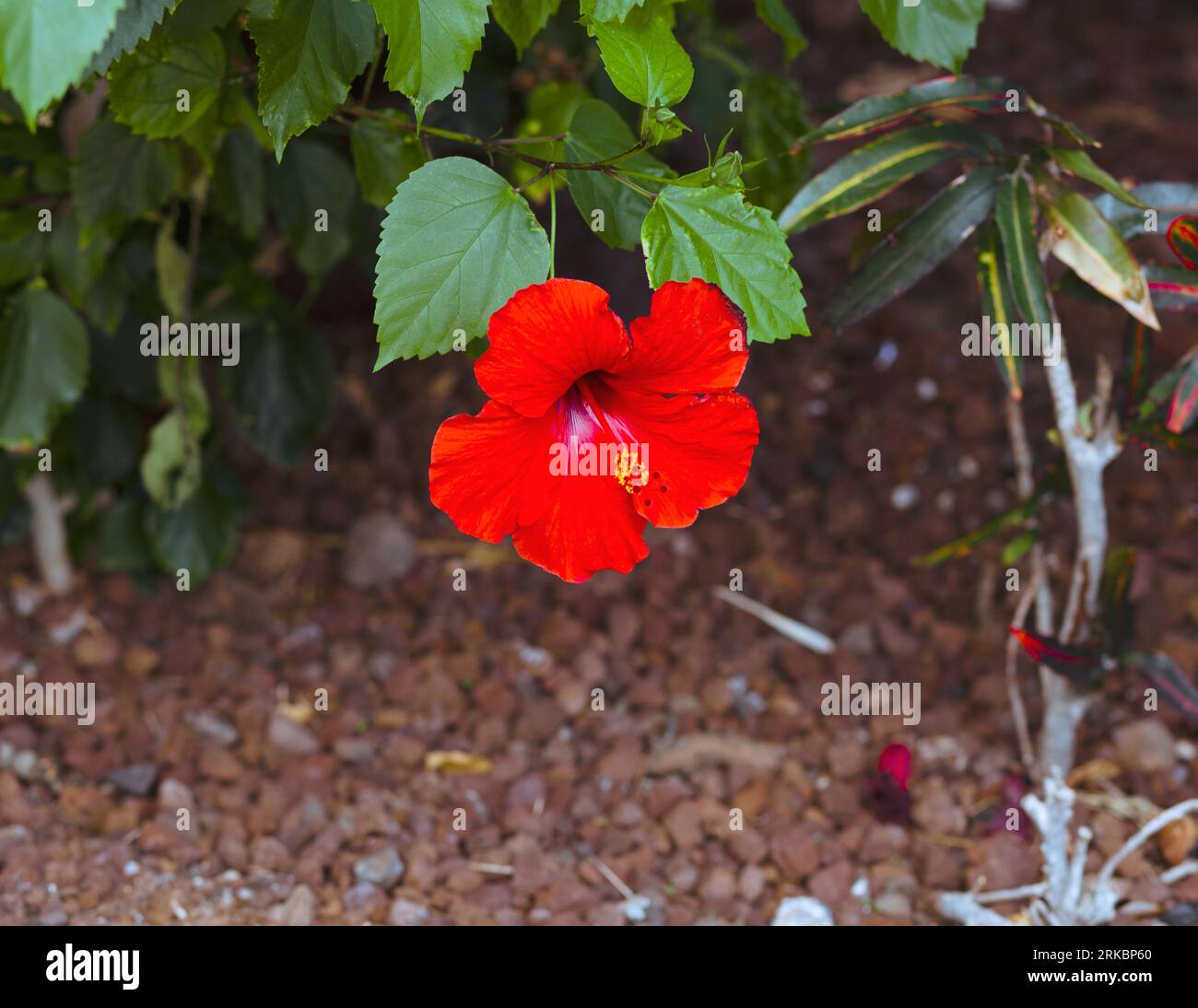 Hawaiian hibiscus bush hi-res stock photography and images - Alamy