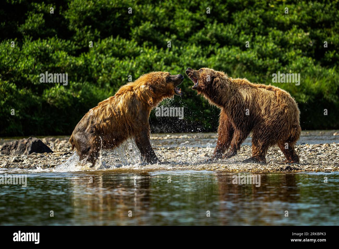 Silhouette bears hi-res stock photography and images - Alamy