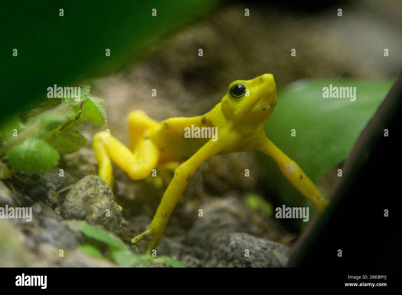 El pana hi-res stock photography and images - Alamy