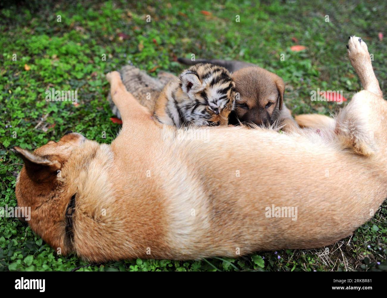 A female siberian tiger cub hi-res stock photography and images - Alamy