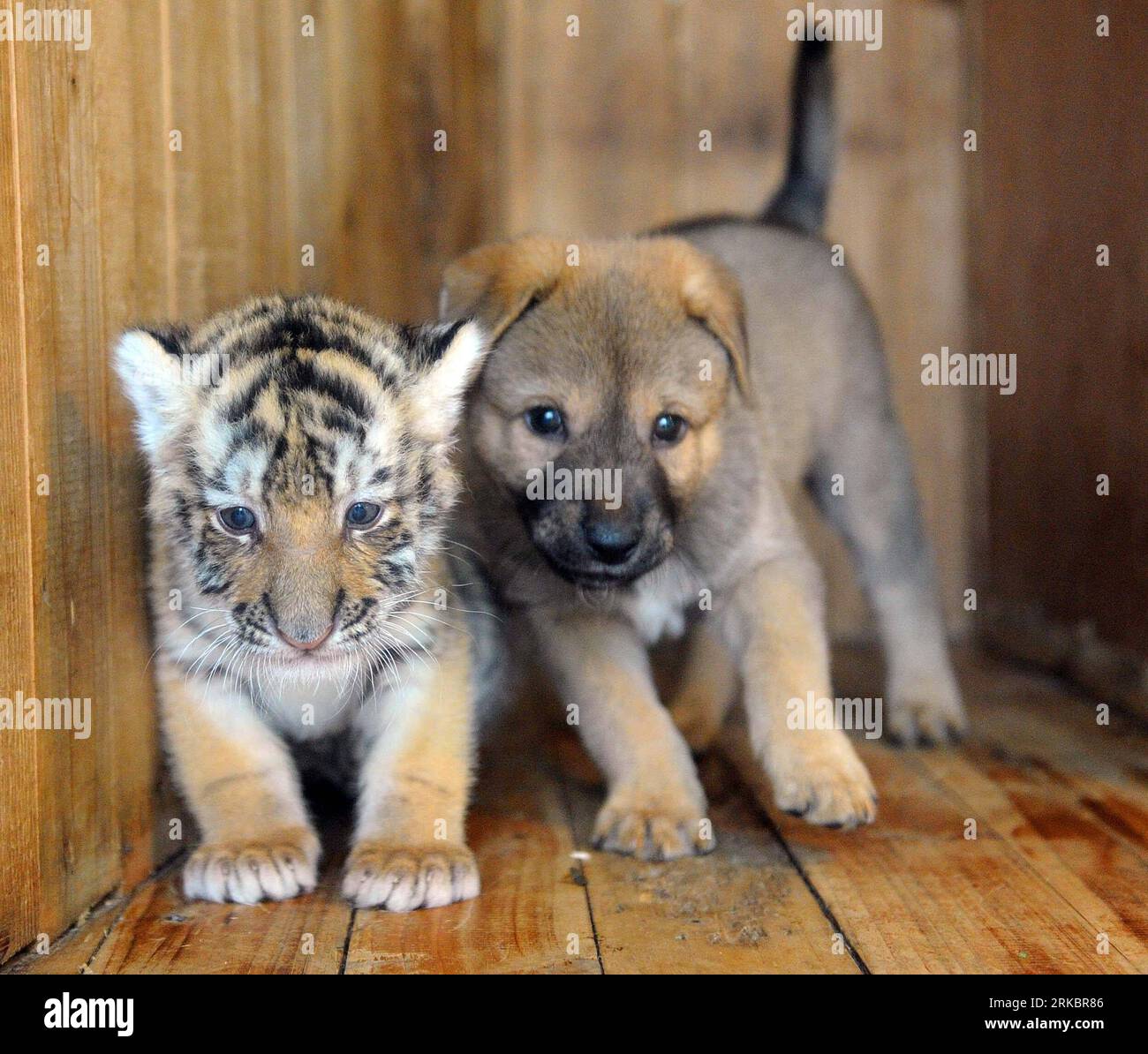 Tiger zoo staff hi-res stock photography and images - Alamy