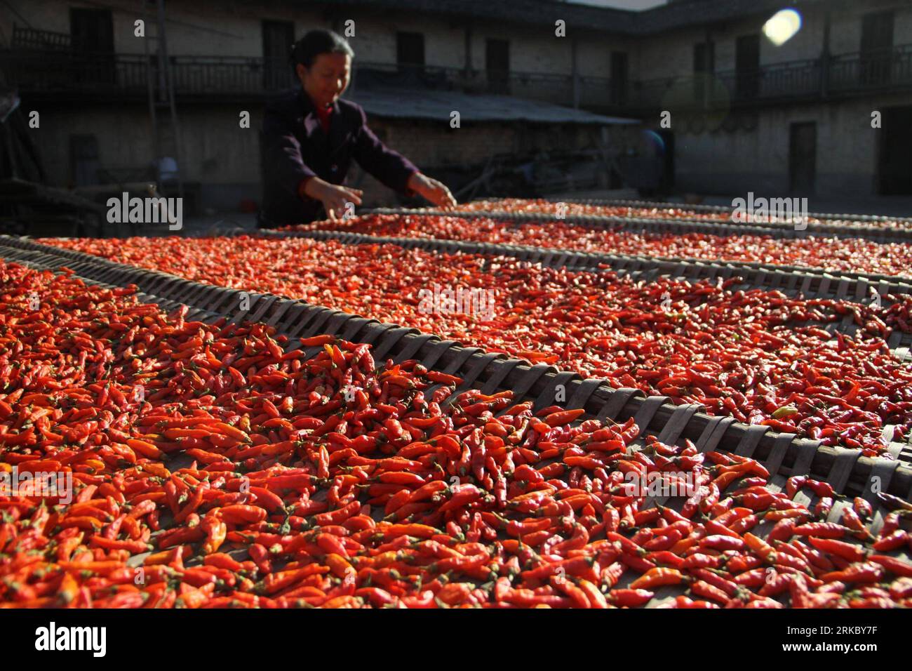 Beste Ernte Herkunft China