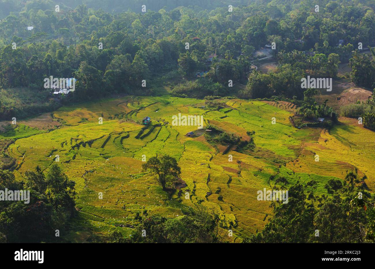 Green Rice fields in Sri Lanka Stock Photo - Alamy
