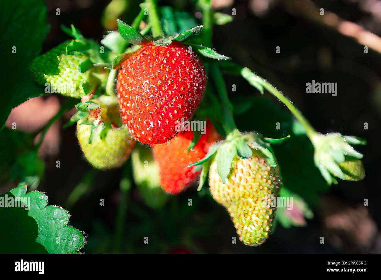 Potted wild strawberries hi-res stock photography and images - Alamy