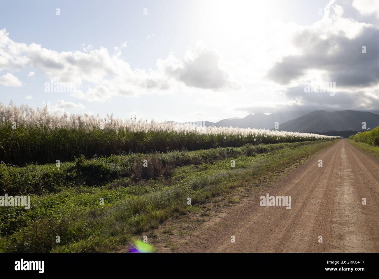 dirt road with sugar cane fields either side leading to mountains in ...