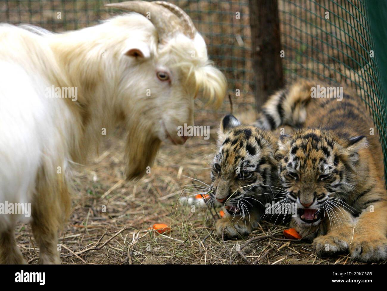Tigers mating hi-res stock photography and images - Alamy