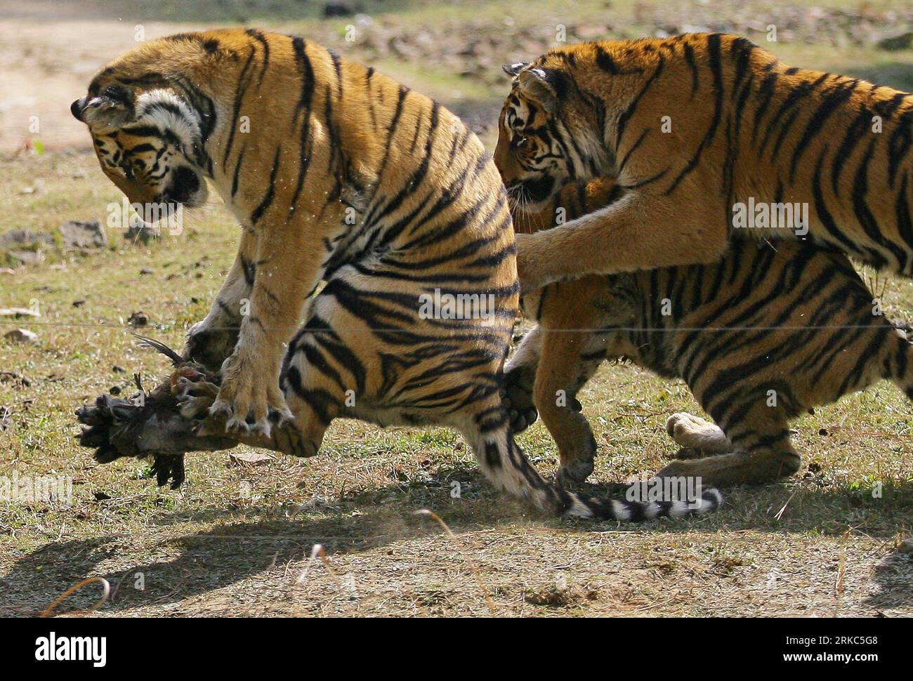 Tigers mating hi-res stock photography and images - Alamy