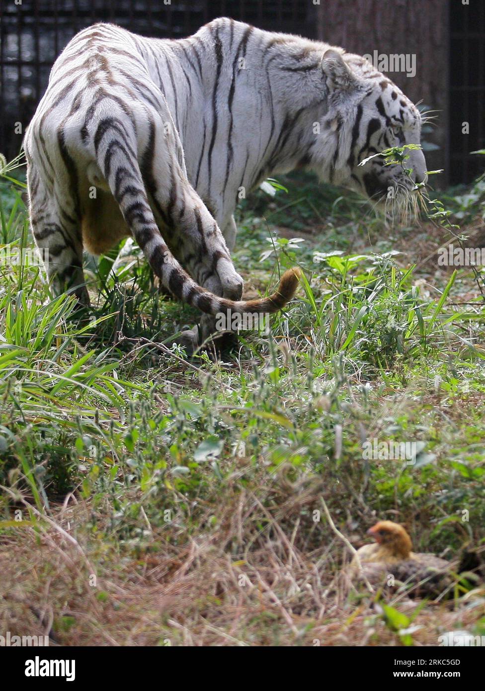 Tigers mating hi-res stock photography and images - Alamy