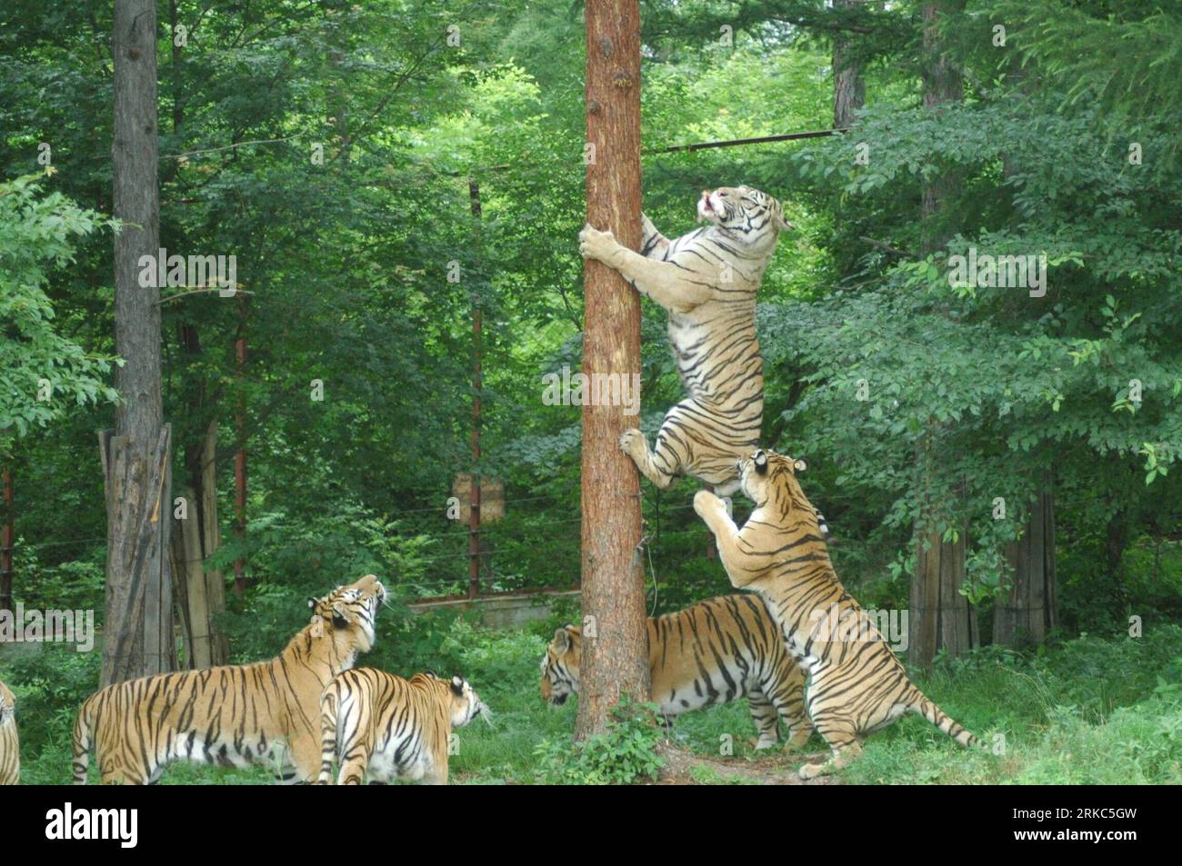 Tigers mating hi-res stock photography and images - Alamy