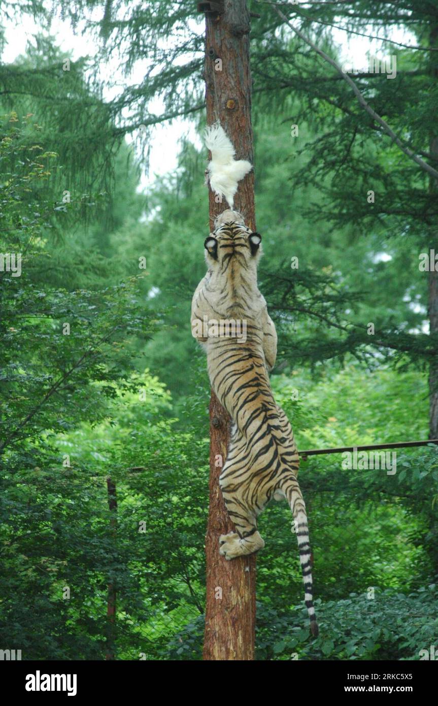 Tigers mating hi-res stock photography and images - Alamy