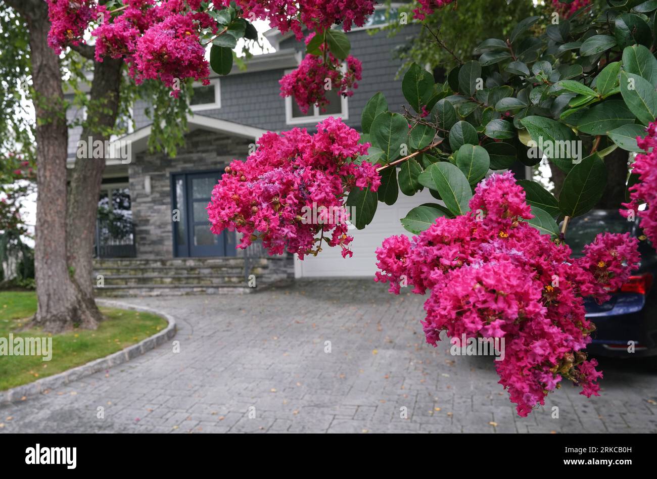 Crepe myrtle tree in bloom Stock Photo - Alamy
