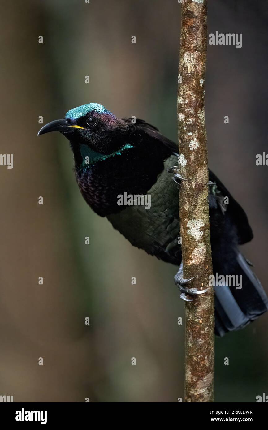 A magnificent male Victoria's riflebird is perched vertically on a thin ...