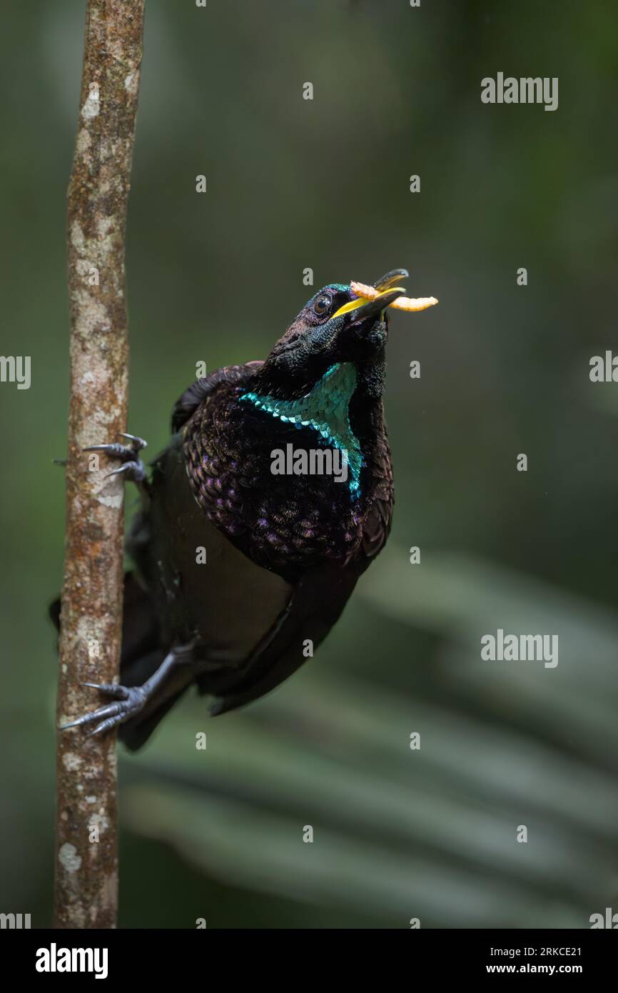 A magnificent male Victoria's riflebird is perched vertically on a ...