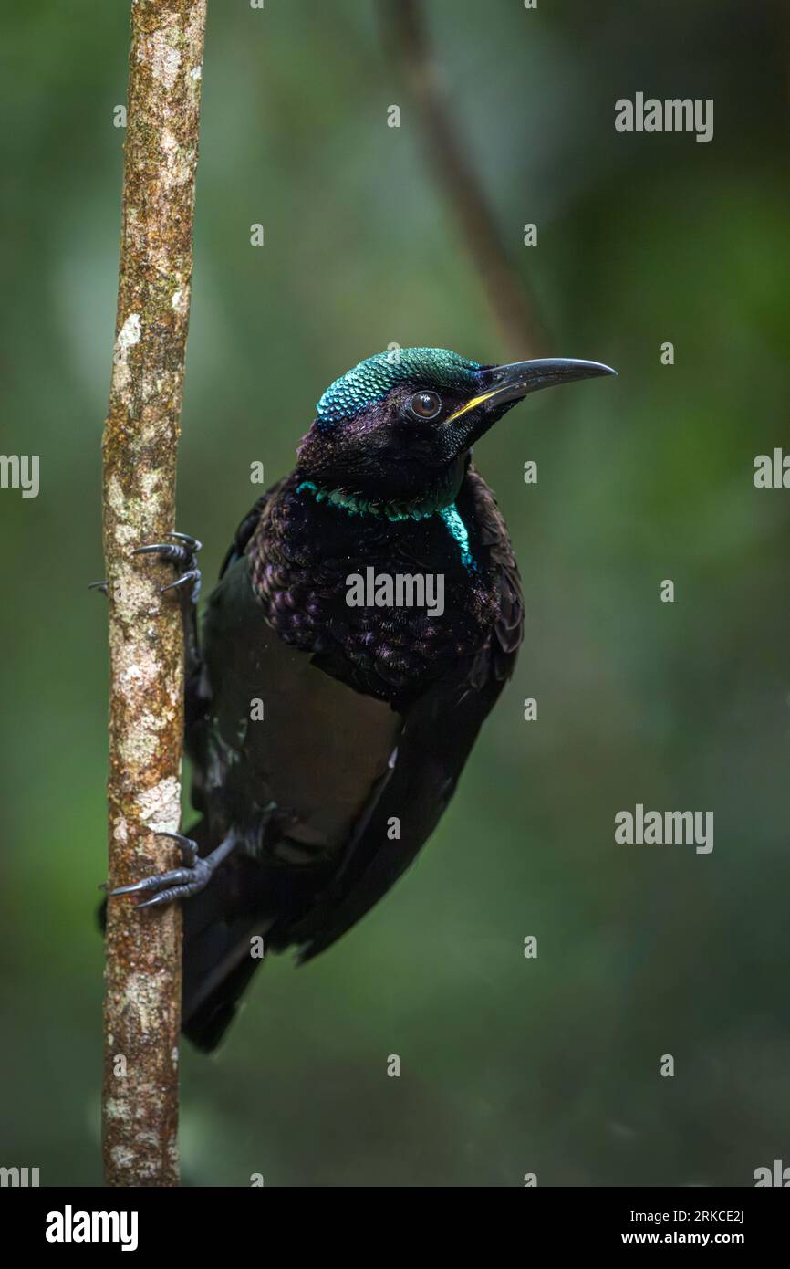 A magnificent male Victoria's riflebird is perched vertically on a thin ...