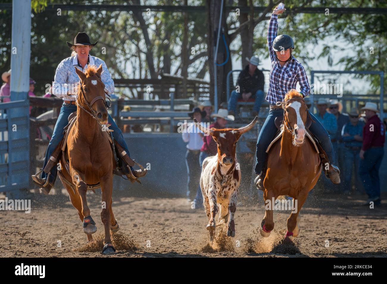 Cowgirl and her hazer track the steer as the competitor successfully ...