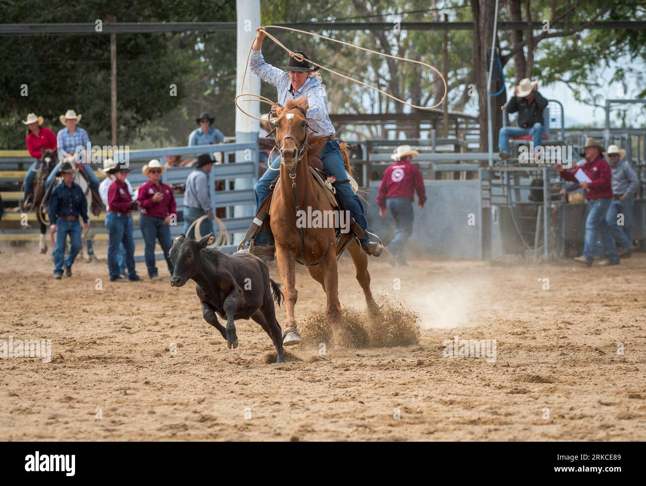 A cowgirl twirls her lassoo as she rides down the calf in the ...