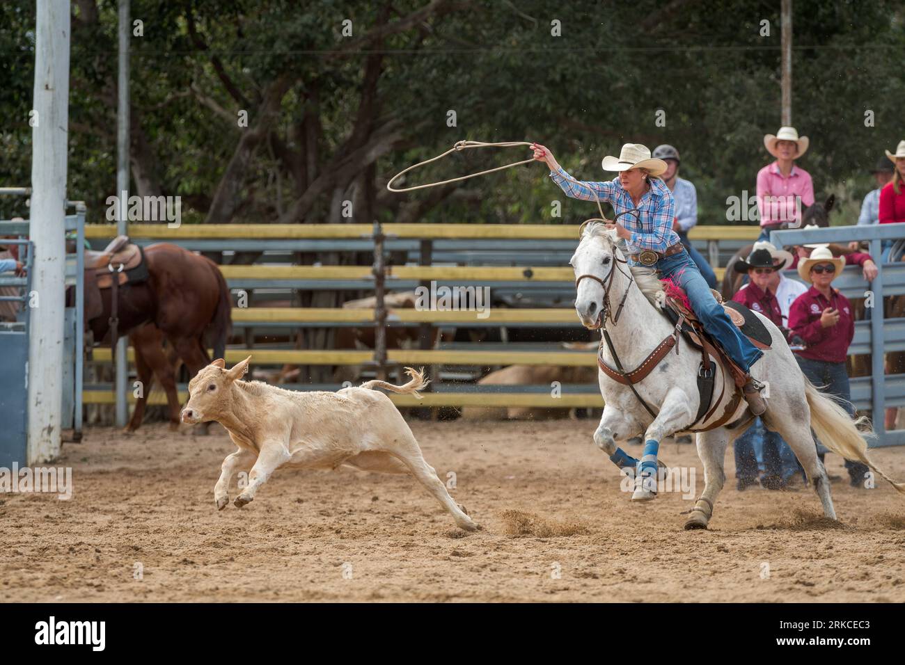 A cowgirl twirls her lassoo as she rides down the calf in the ...